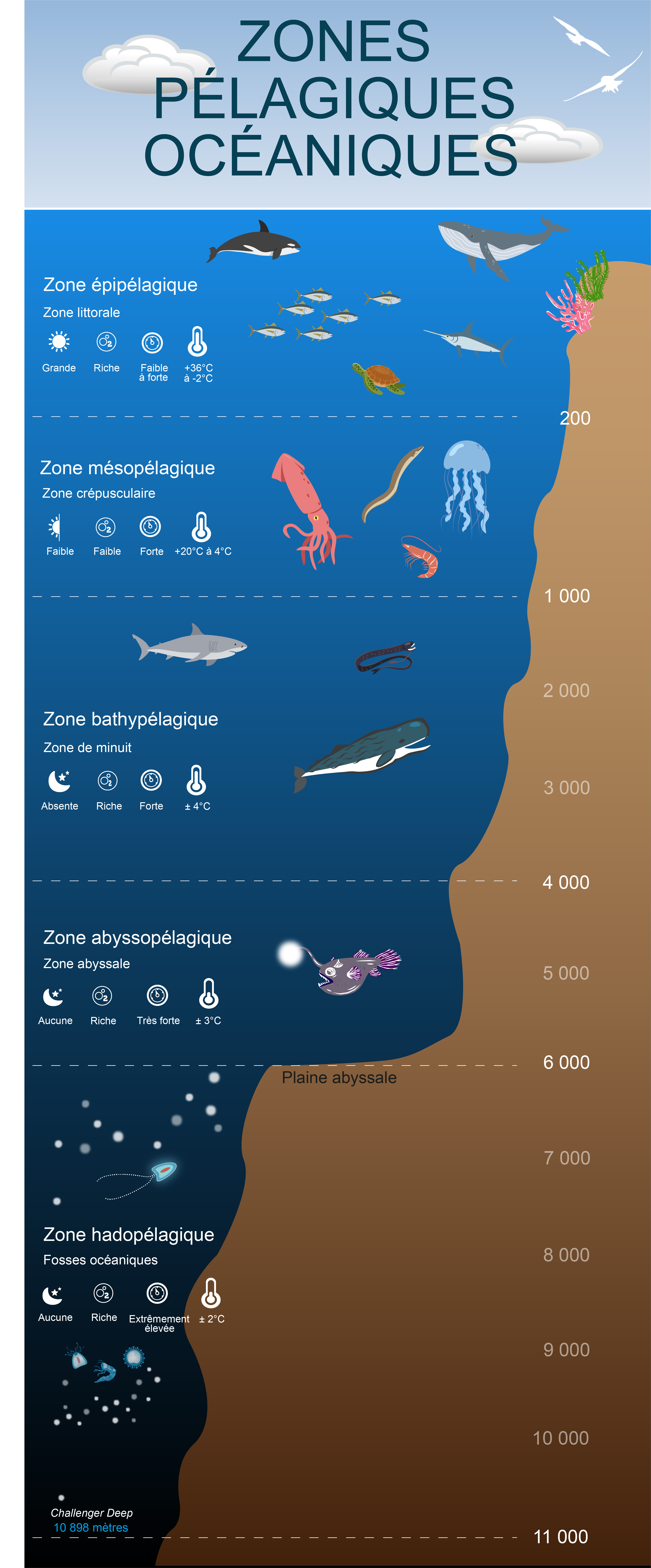Plongée en haute-mer à la découverte des zones pélagiques | IRD le Mag'